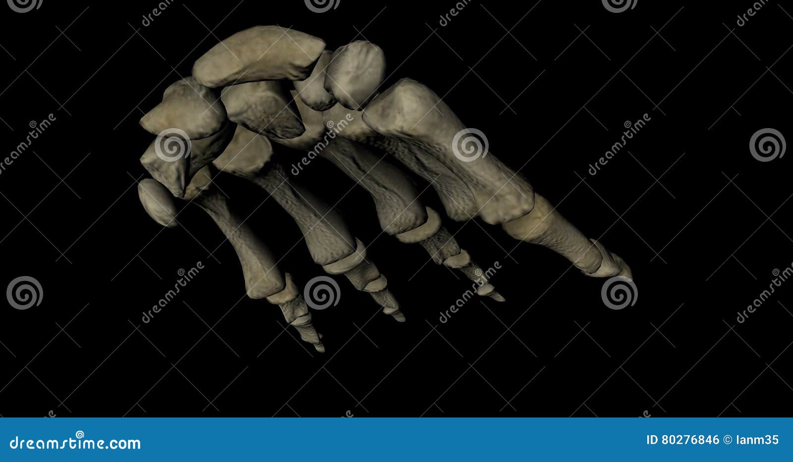Bone Structure in Human Hand of a Skeleton with All the Bones in ...