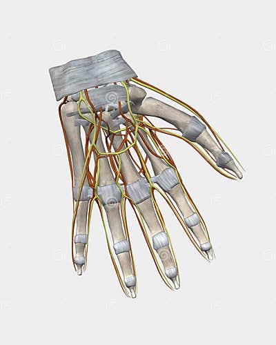 Bone Structure of Human Left Hand with Veins. Stock Illustration ...