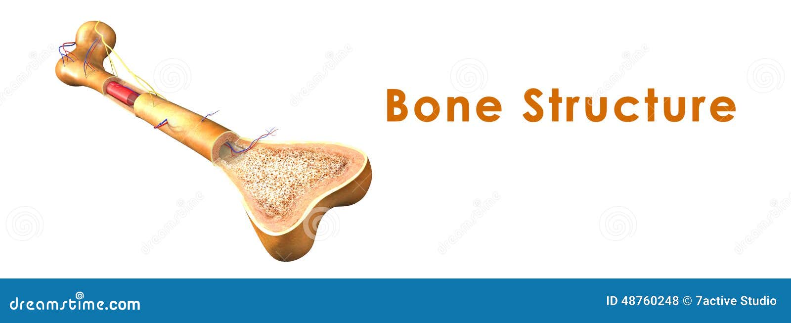 Bone Marrow Cartoons, Illustrations & Vector Stock Images - 195160 ...