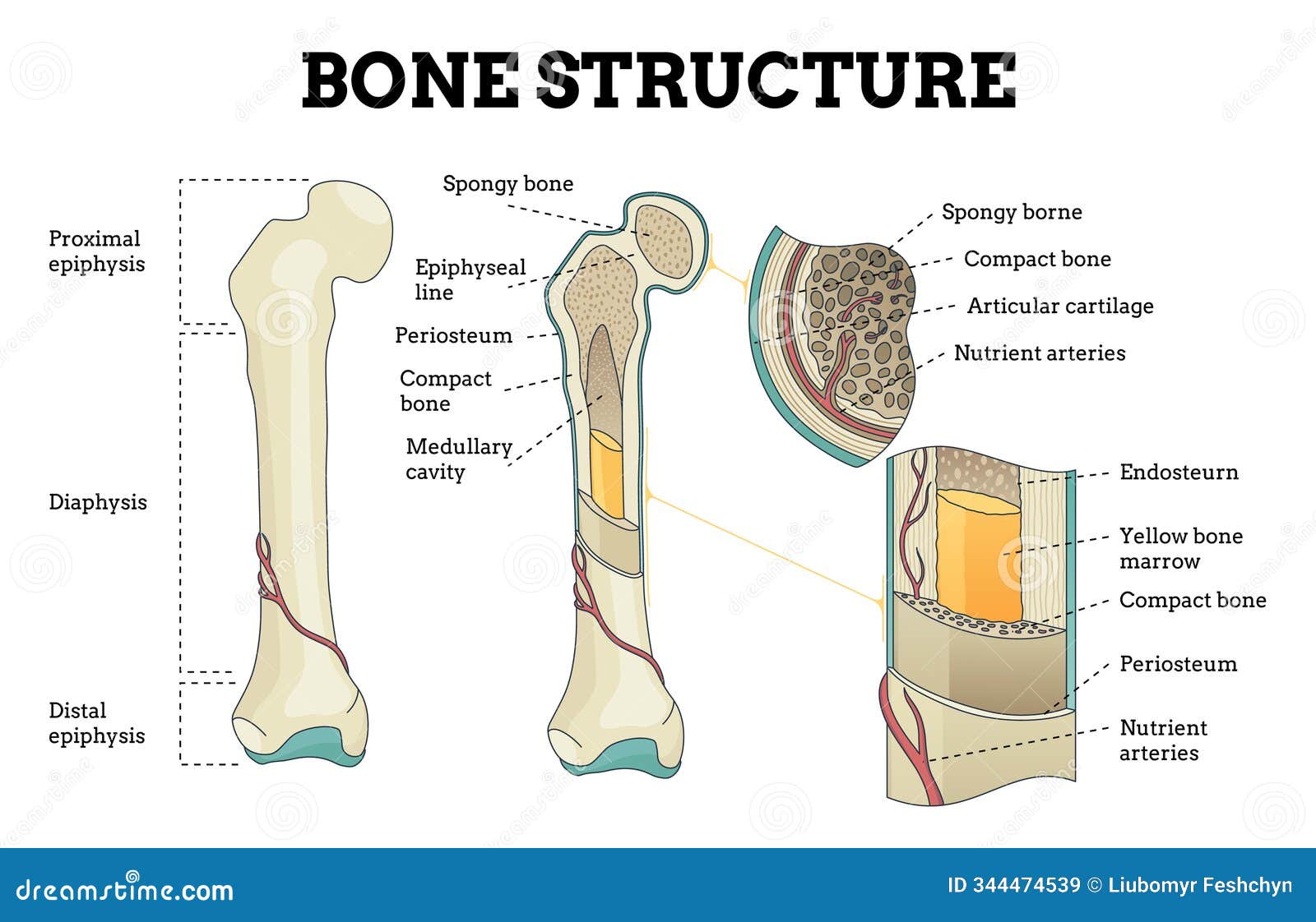 Bone Structure Set. Biology Educational Poster Design. Scheme Of Human ...