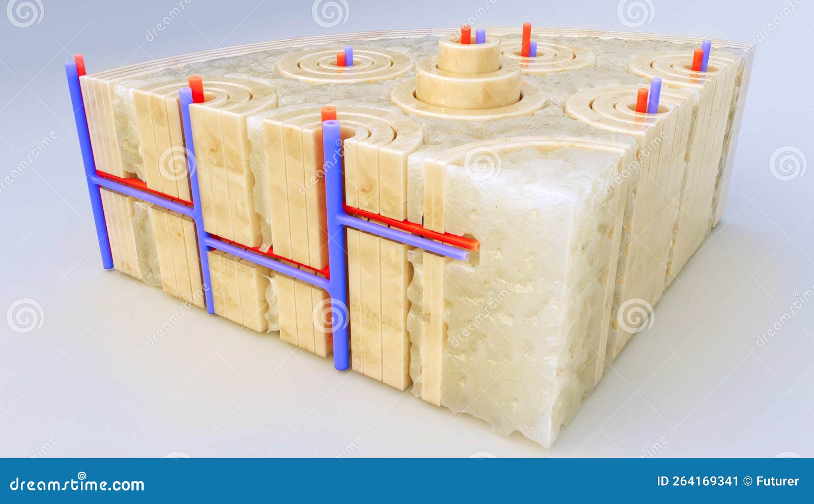 Bone Tissue Closeup Through A Cross Section Of A Bone - 3D Rendering ...