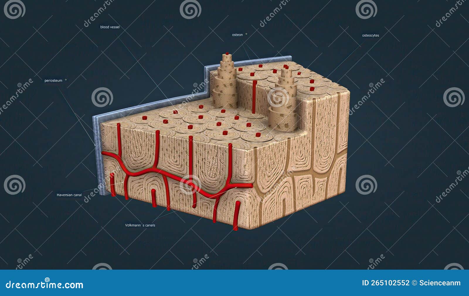 Bone Tissue, Tissue that Gives Strength and Structure To Bones Stock ...