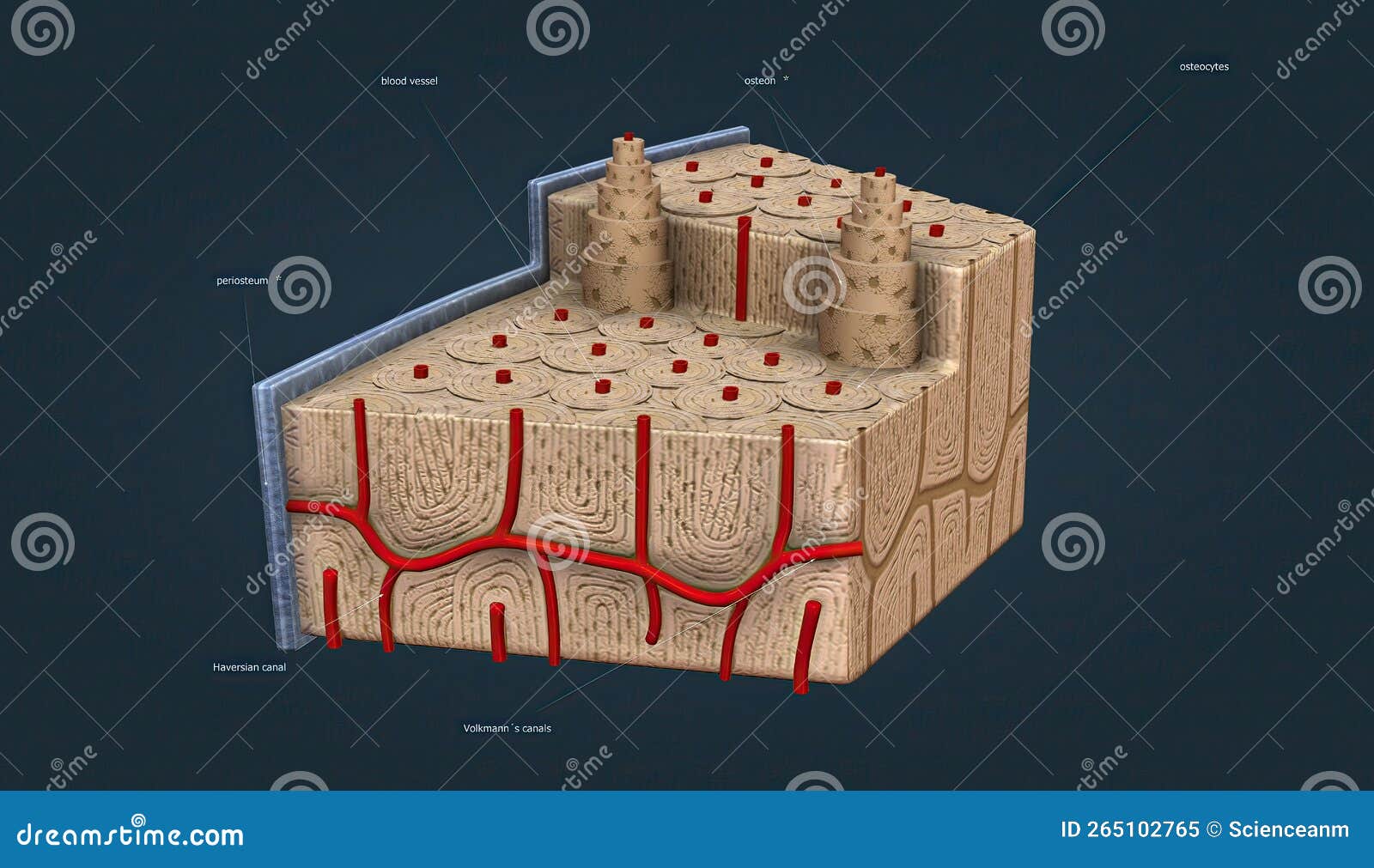 Bone Tissue, Tissue that Gives Strength and Structure To Bones Stock ...