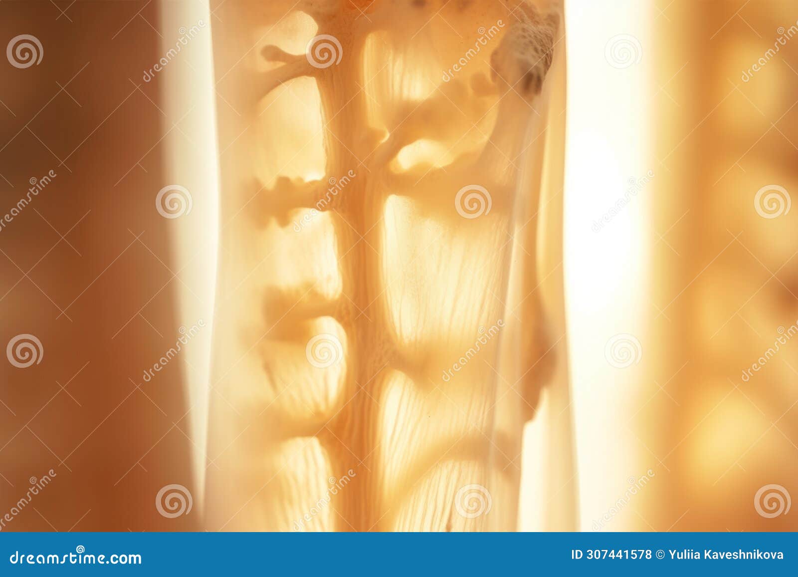 Bone Tissue Human Skeleton Under Microscope Cells Structure Medical ...