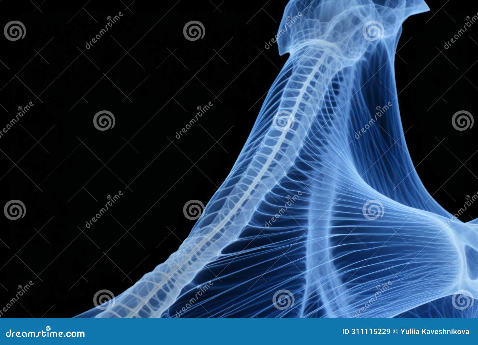 Bone Tissue Human Skeleton Under Microscope Cells Structure Medical ...