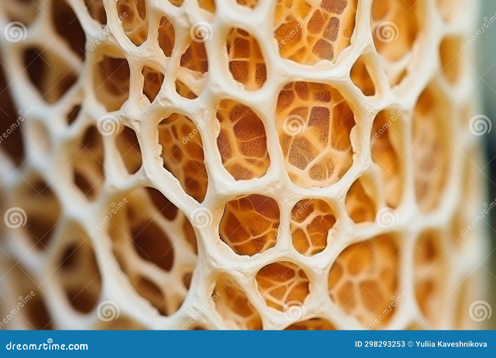 Bone Tissue Human Skeleton Under Microscope Cells Structure Medical ...