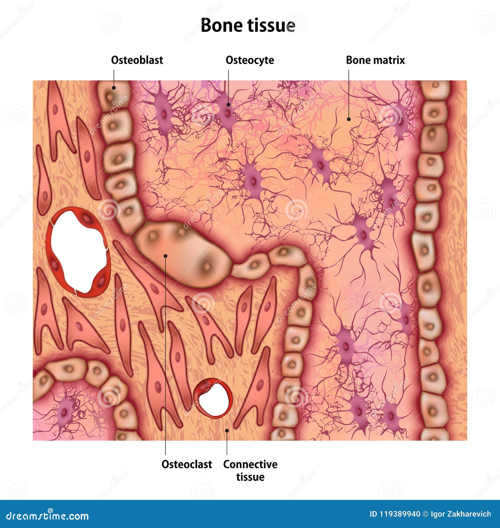 Bone Tissue Diagram