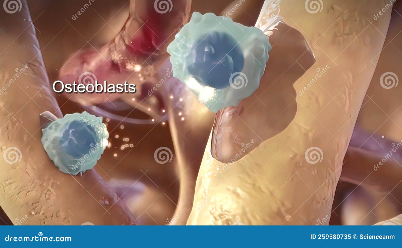 Bone Tissue, Osteoclast and Osteoblast. while Osteoclast are Large Cell ... Bone Tissue, Osteoclast and Osteoblast. while Osteoclast are Large Cell ...