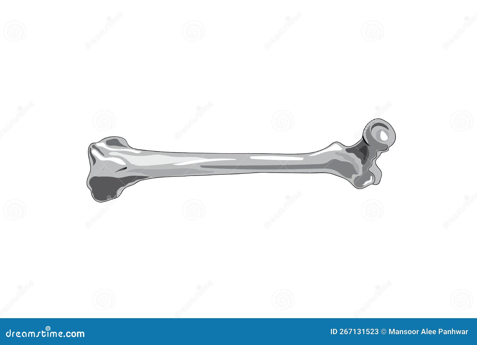 White Bone vector stock vector. Illustration of reward - 267131523