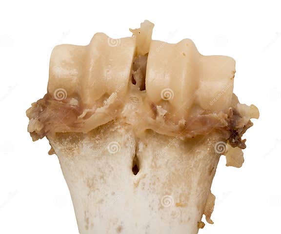Bone on a white background stock photo. Image of edge - 100863972