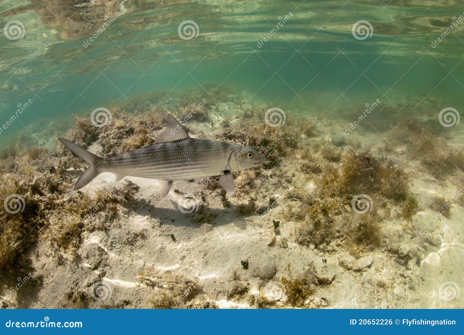 Bonefish Underwater stock photo. Image of tropical, ocean - 20652226