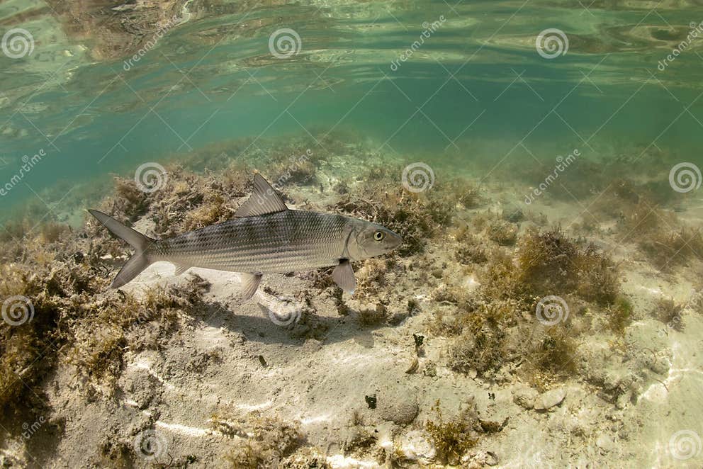 Bonefish Underwater stock photo. Image of tropical, ocean - 20652226