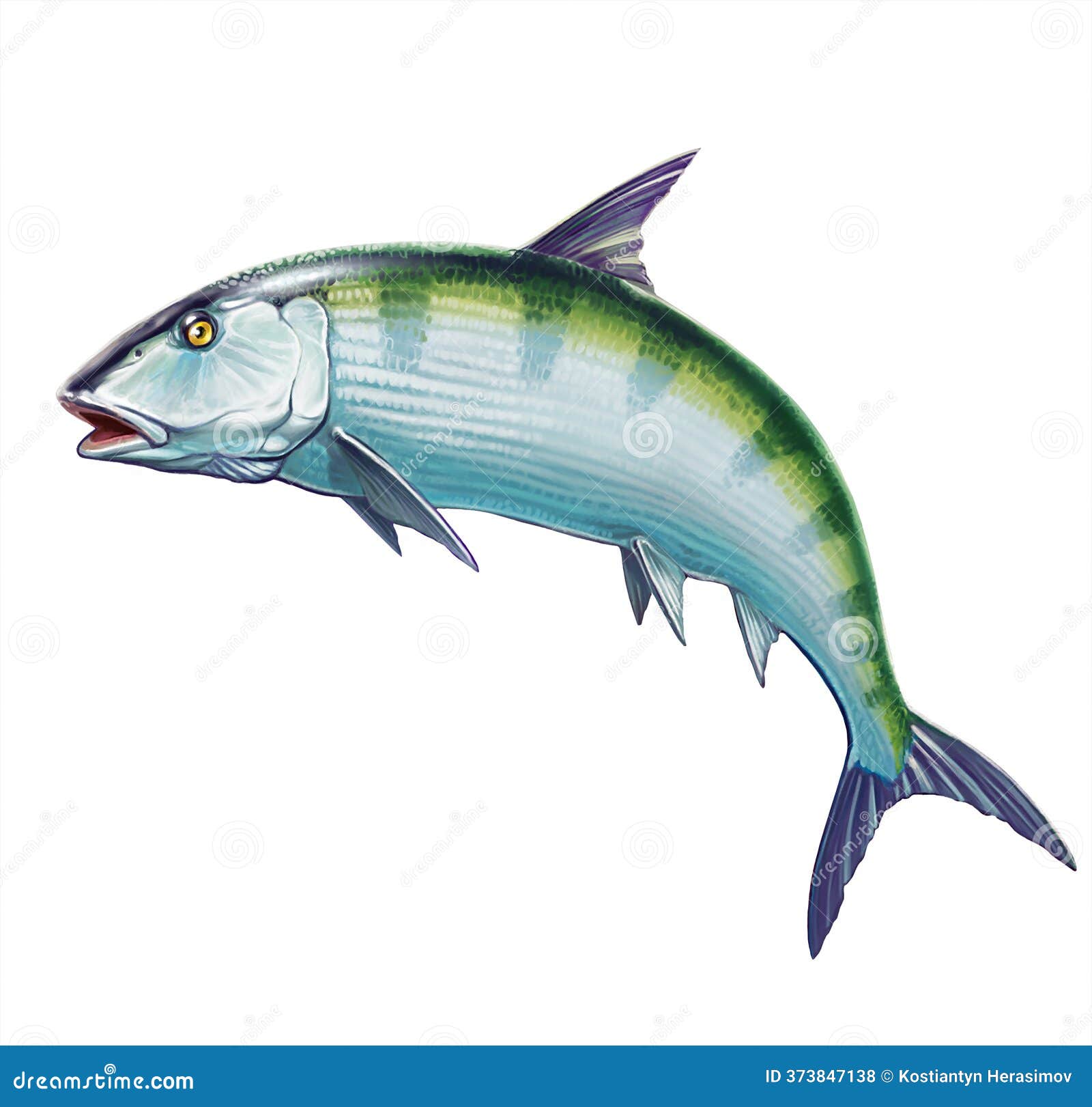 Bonefish, A Marine Fish From The Warm Seas In Side View Cartoon Vector ...