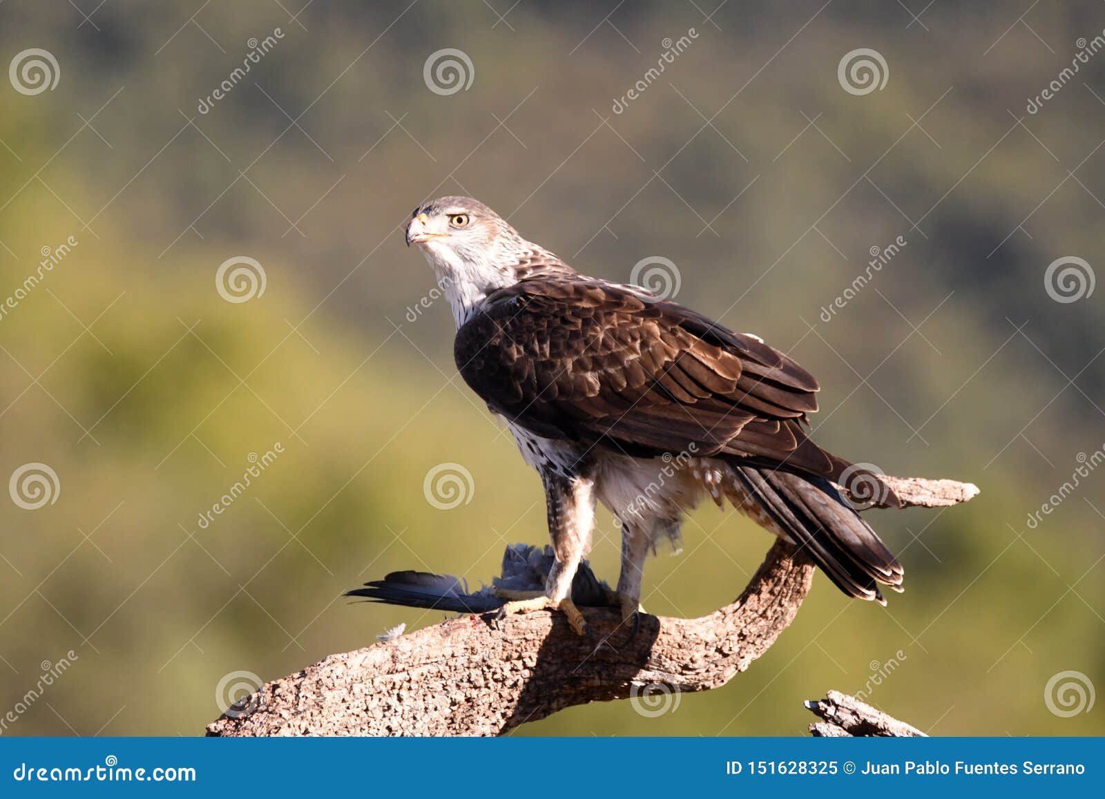Bonelli eagle stock image. Image of eagles, nature, prey - 151628325