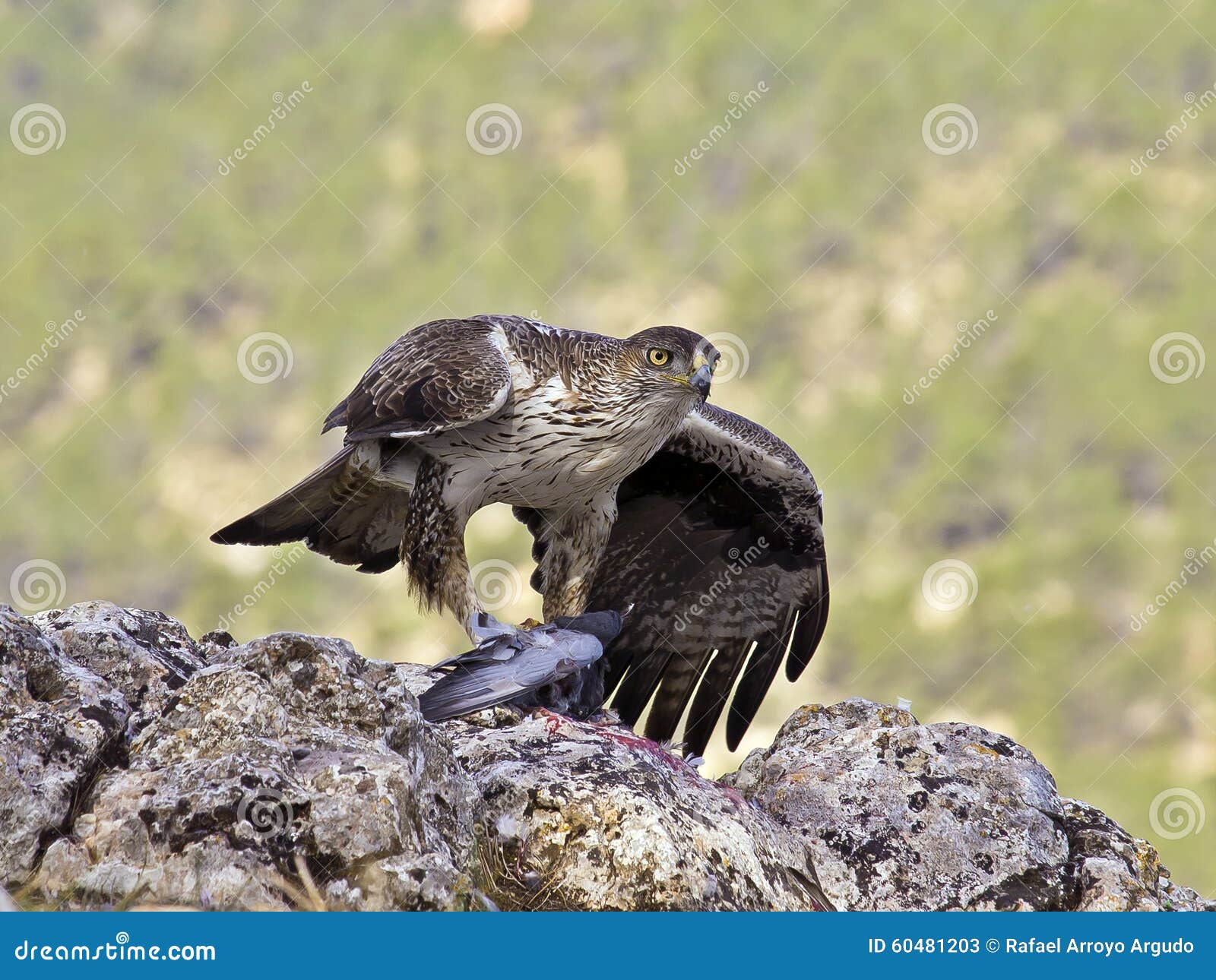 Bonelli eagle stock image. Image of raptor, birds, caught - 60481203
