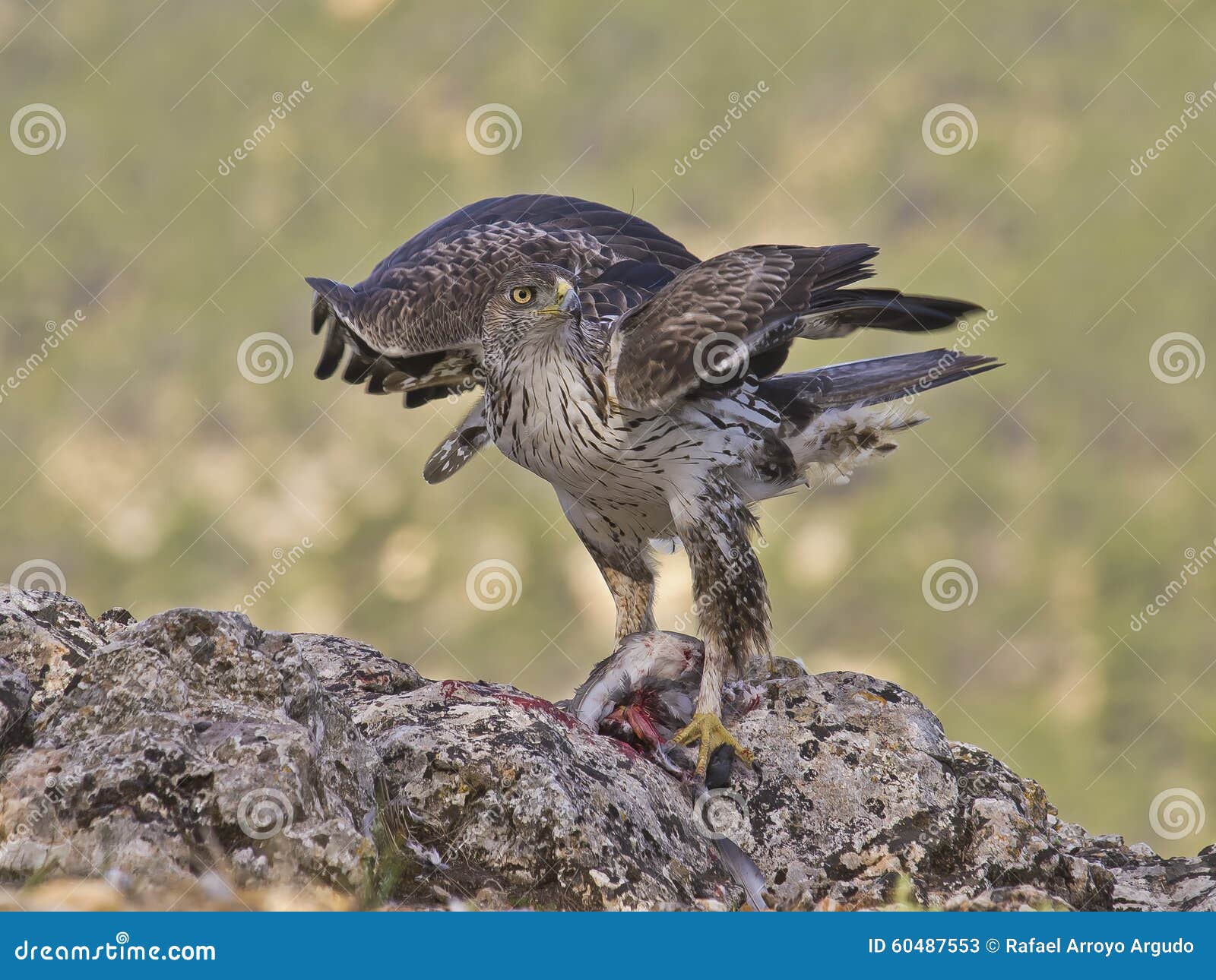 Bonelli eagle stock image. Image of caught, eagle, aquila - 60487553