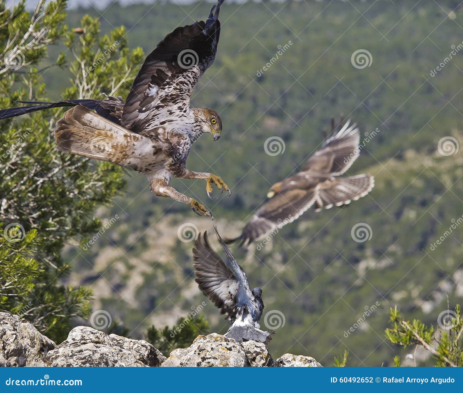 Bonelli eagle stock photo. Image of eagle, caught, aquila - 60492652
