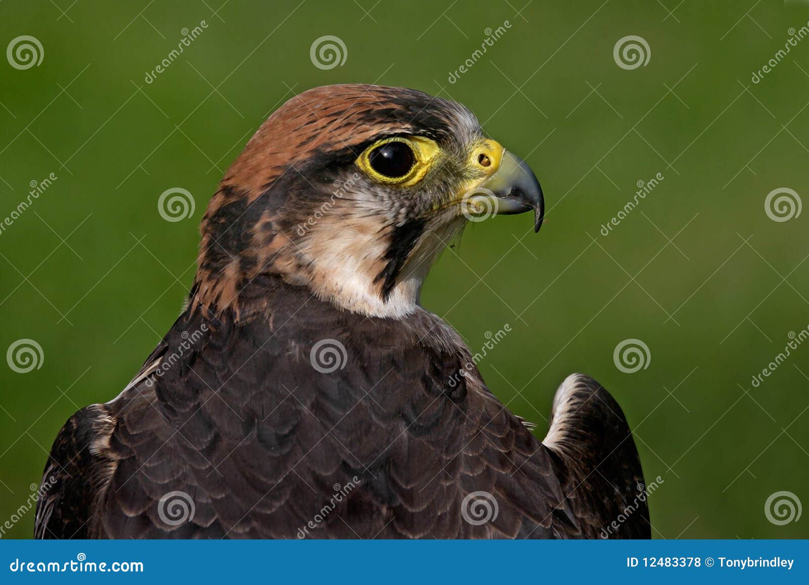 Bonelli s Eagle stock photo. Image of fasciatus, bonelli - 12483378