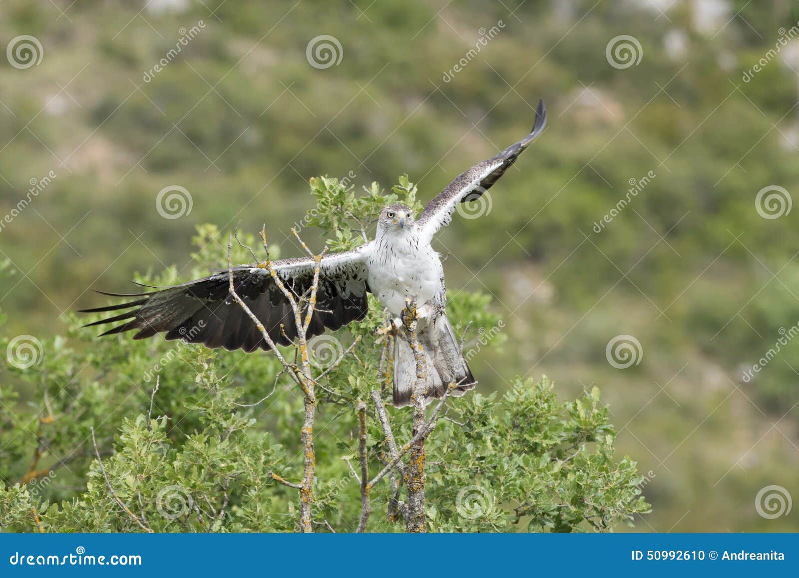 Bonelli S Eagle (Aquila Fasciata) Stock Photo - Image of adult, motion ...