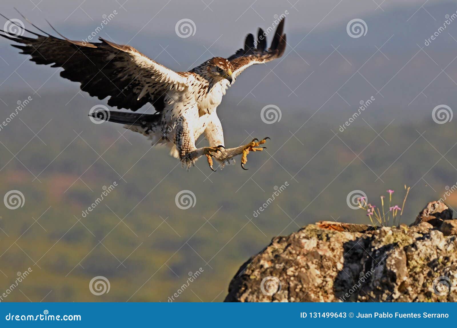 Bonelli`s Eagle Arrives at His Innkeeper Stock Image - Image of aguilas ...