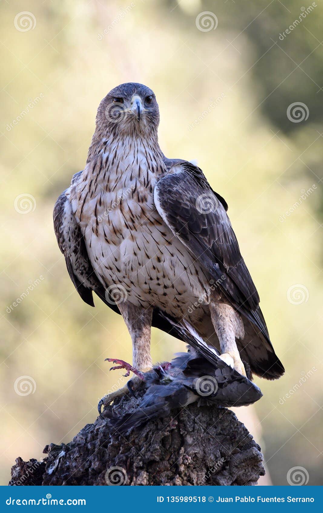 Bonelli`s eagle stock photo. Image of fauna, flizard - 135989518