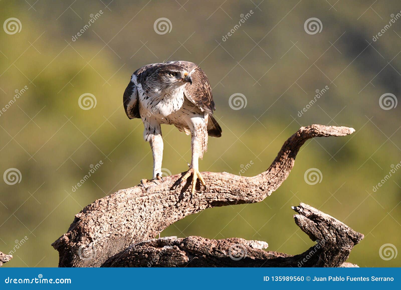 Bonelli`s eagle stock photo. Image of american, animals - 135989560