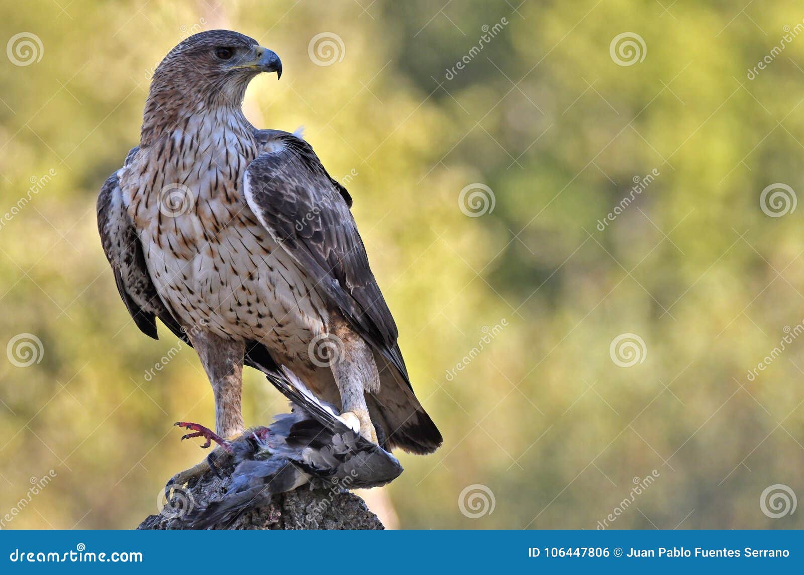 Bonelli`s eagle stock photo. Image of flies, fisherman - 106447806