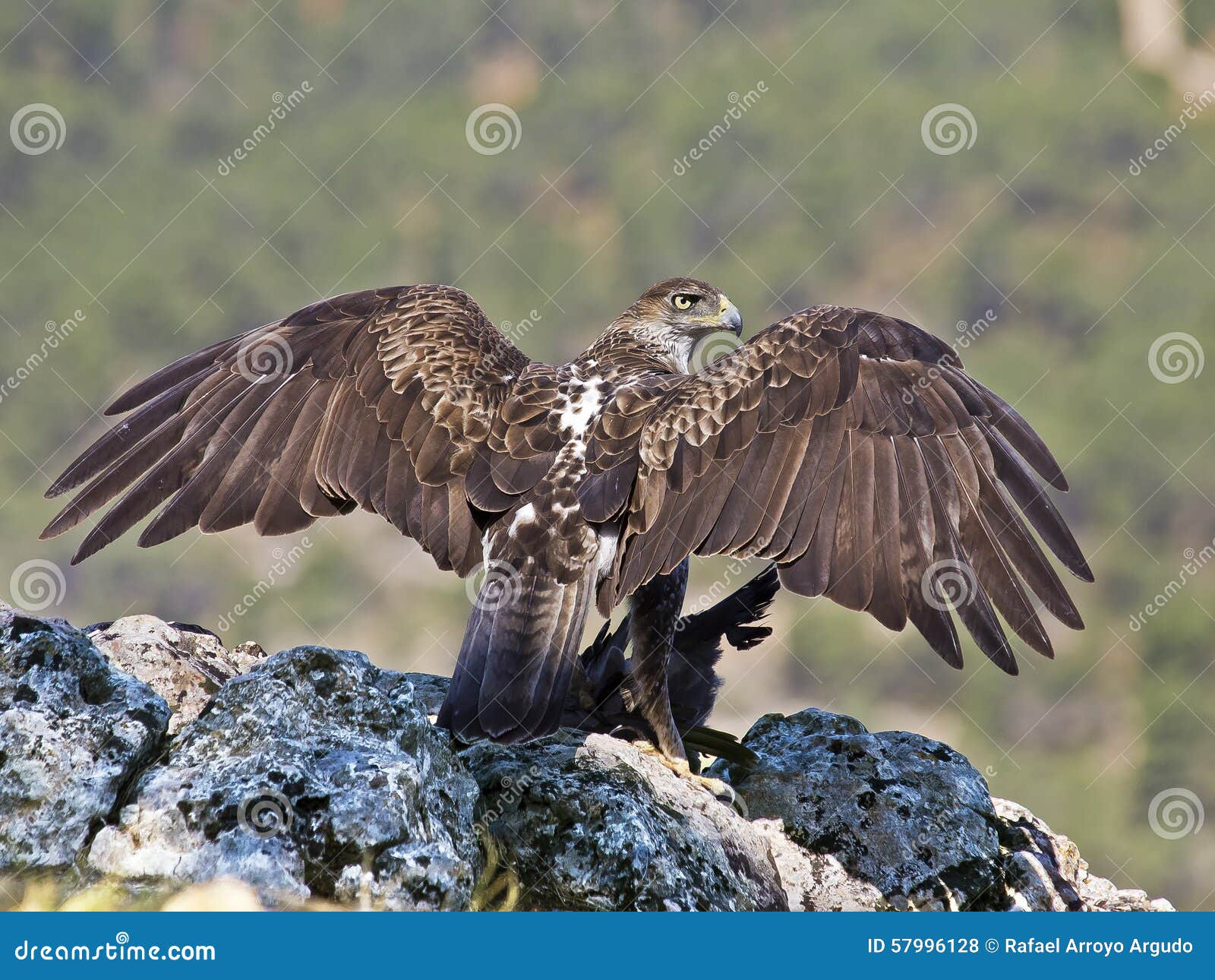 Bonellis eagle stock photo. Image of bird, goshawk, aguila - 57996128