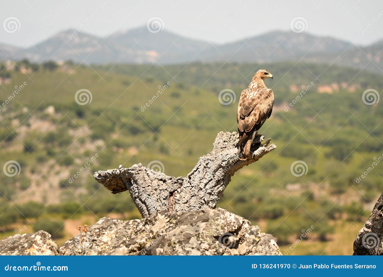 Bonelli`s Eagle stock photo. Image of raptors, biology - 136241970
