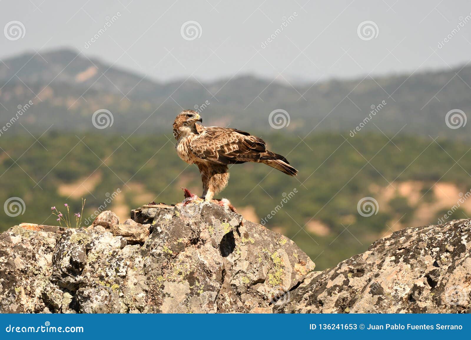 Bonelli`s Eagle Catches Its Territory with Prey Stock Image - Image of ...