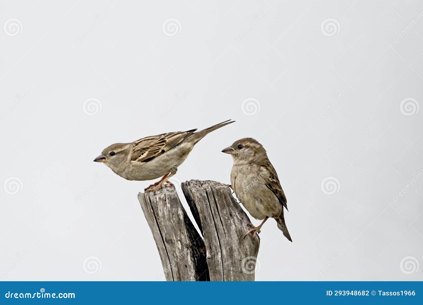 House Sparrows, Greece stock photo. Image of domesticus - 293948682