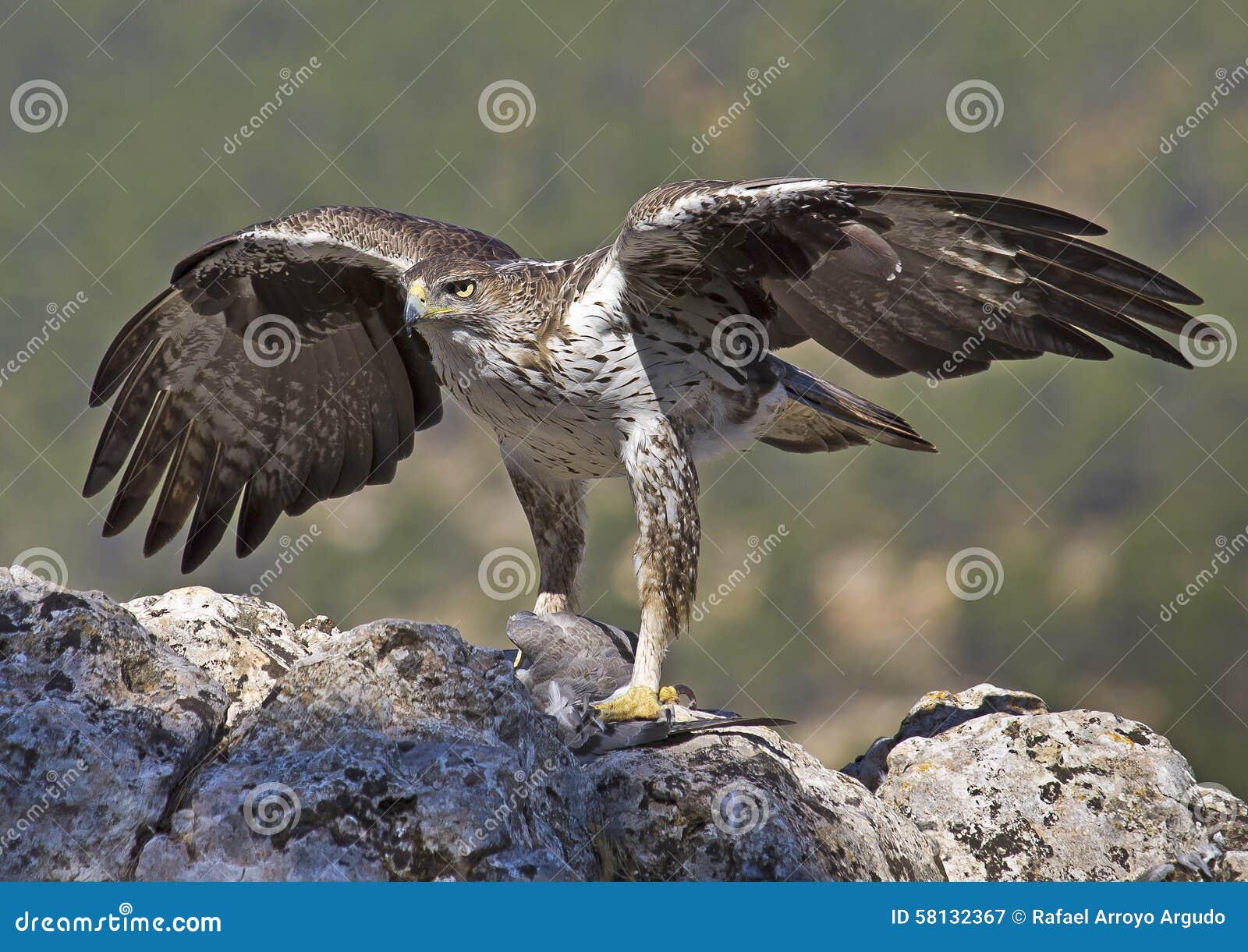 Bonellis eagle stock image. Image of bird, bonelli, fasciata - 58132367
