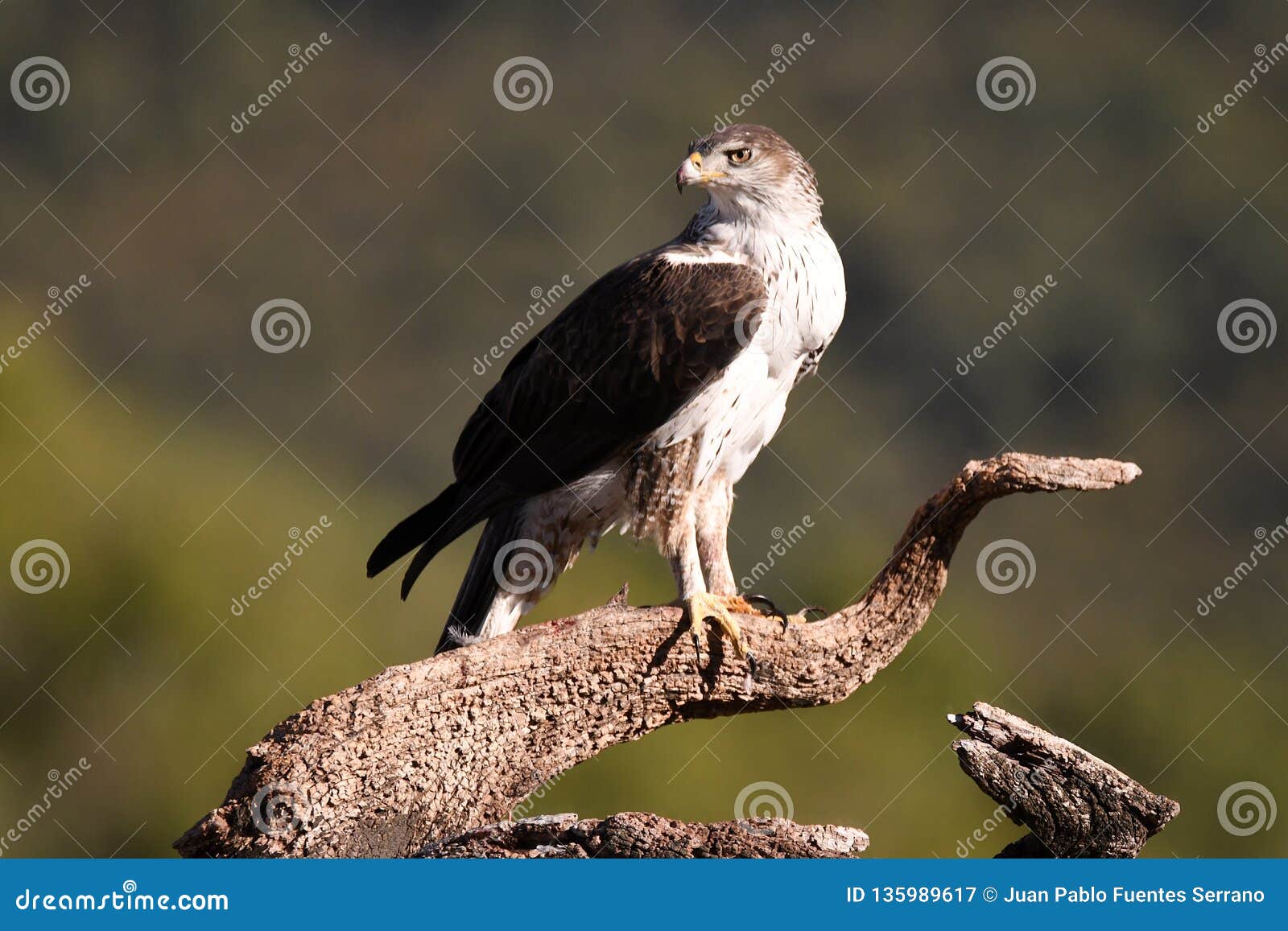 Bonelli`s eagle stock image. Image of bluethroat, flizard - 135989617