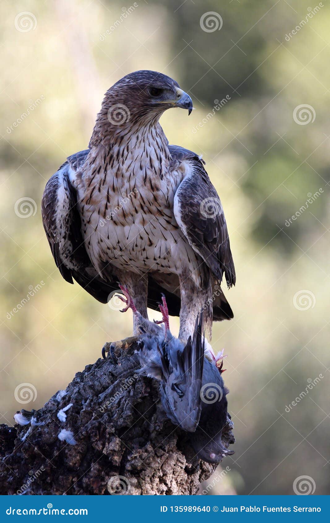 Bonelli`s Eagle Poses in the Field Stock Photo - Image of gavilan ...