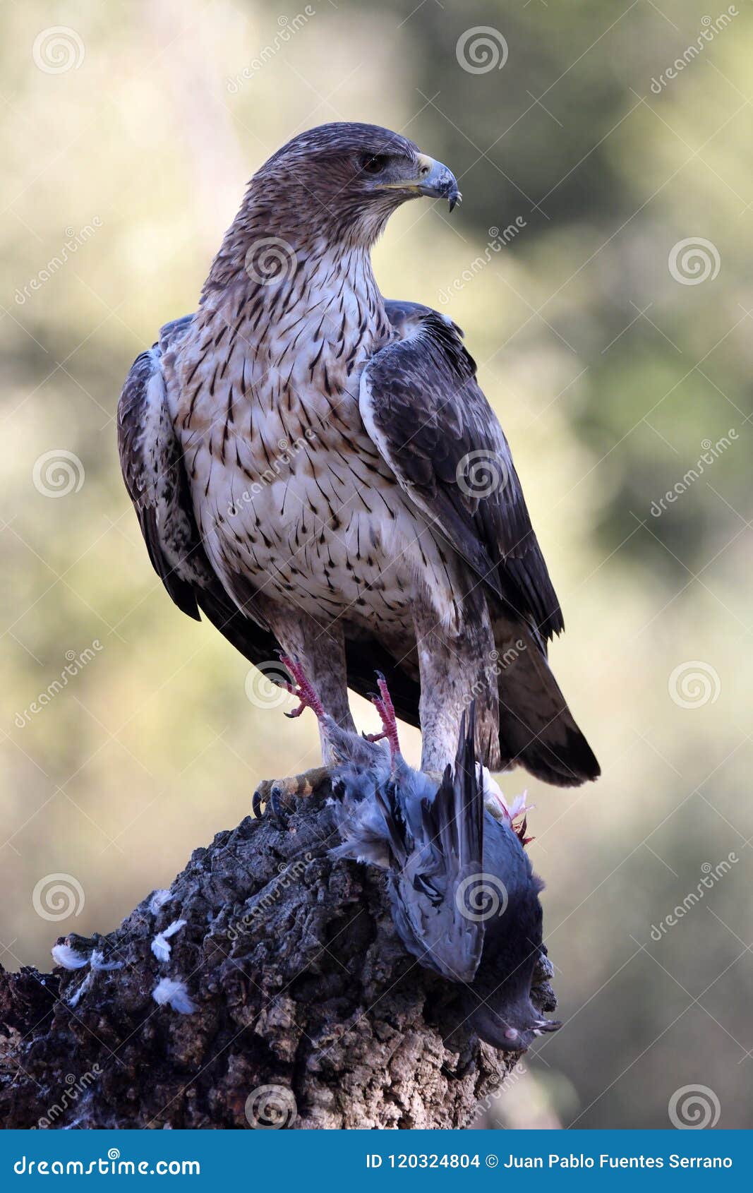 Bonelli`s eagle stock photo. Image of change, adult - 120324804