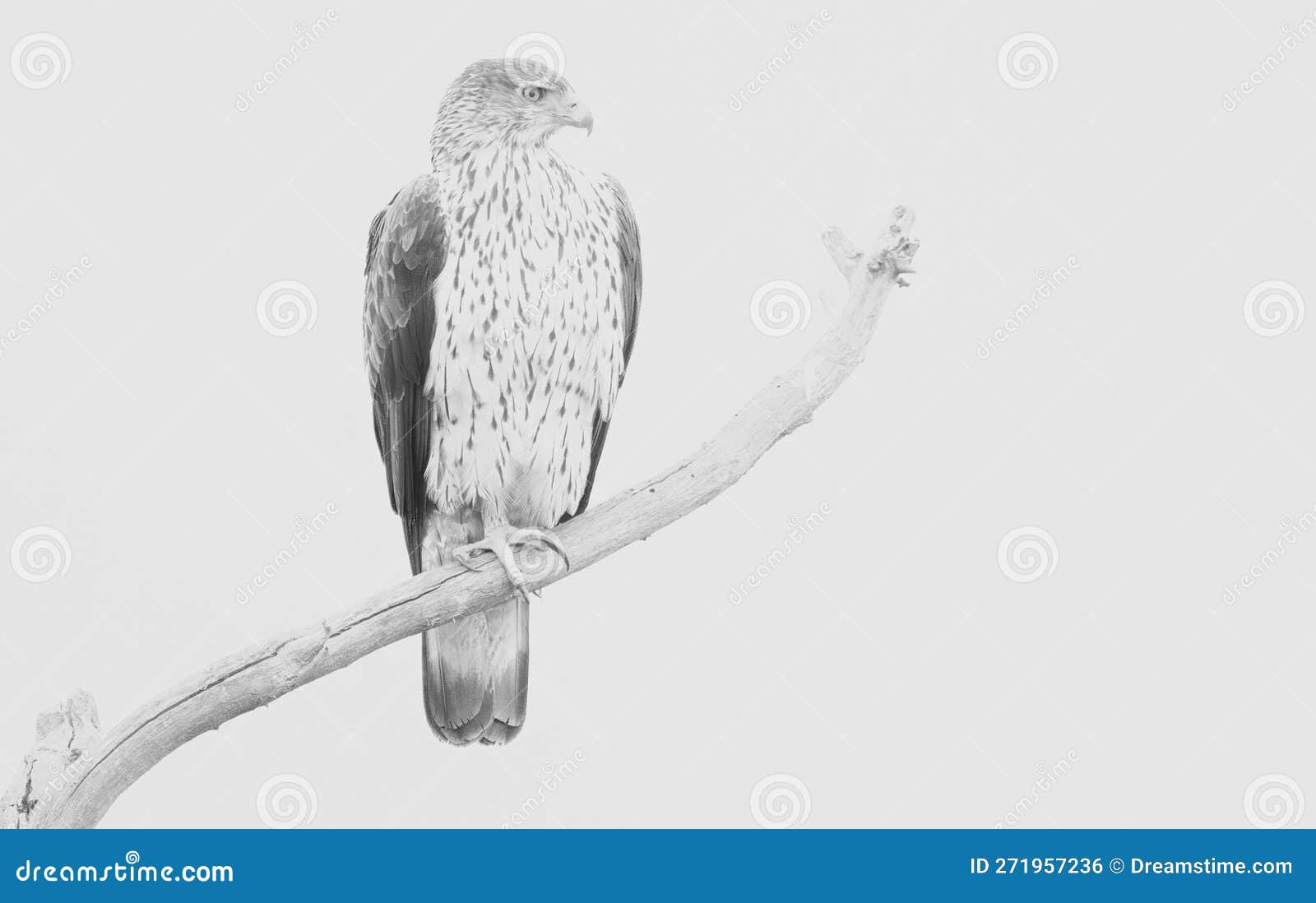 High Key Black and White Bonellis Eagle Stock Photo - Image of bonellis ...