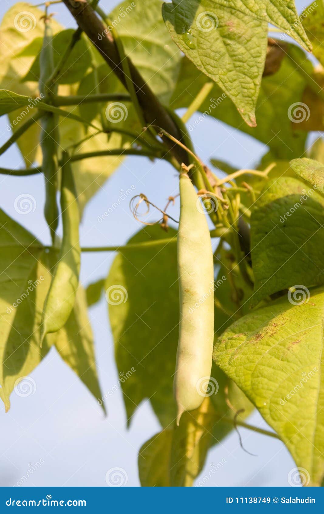 Bonen stock afbeelding. Image of peulvrucht, voedsel - 11138749