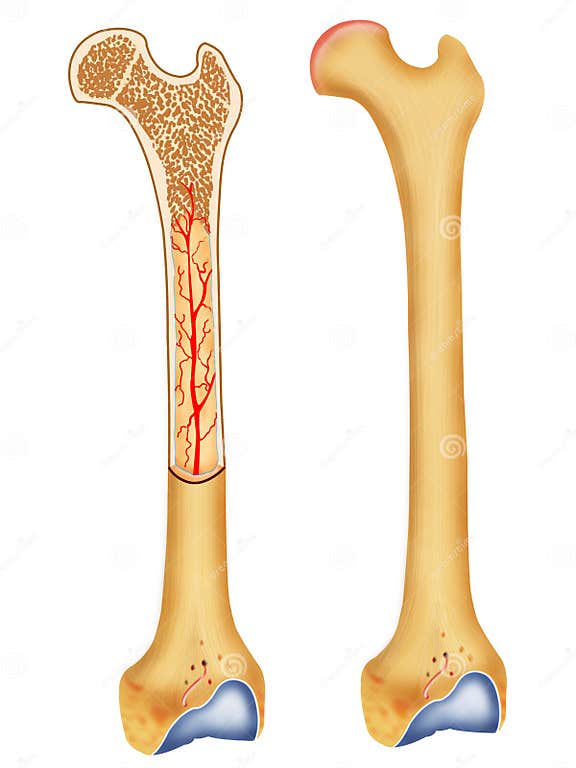 Bones stock illustration. Illustration of compact, medical - 7615988