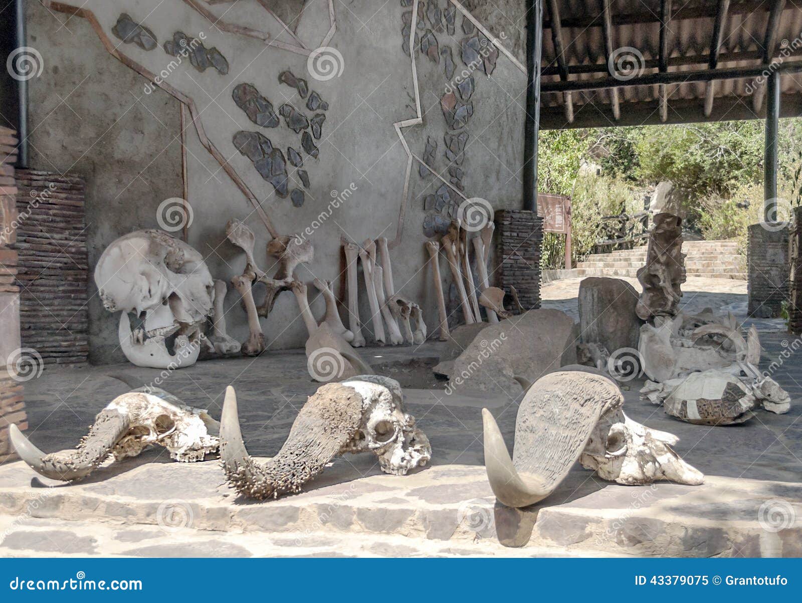 Bones of ancient animals stock image. Image of bushes - 43379075
