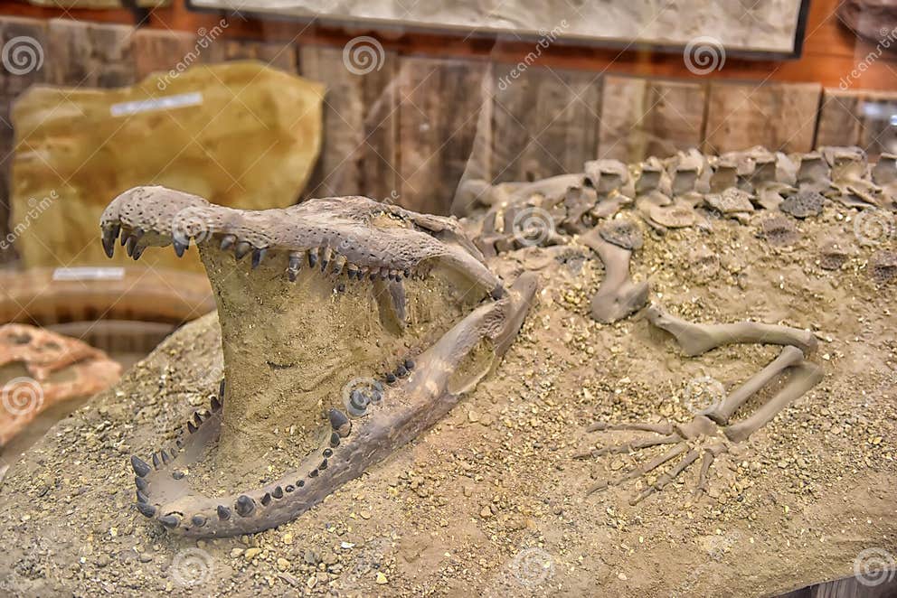 Bones of ancient crocodile stock photo. Image of bird - 75762690