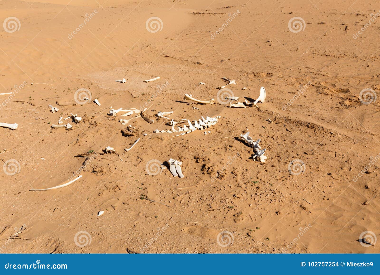 Bones of an Animal in the Desert Stock Photo - Image of antelope, death ...