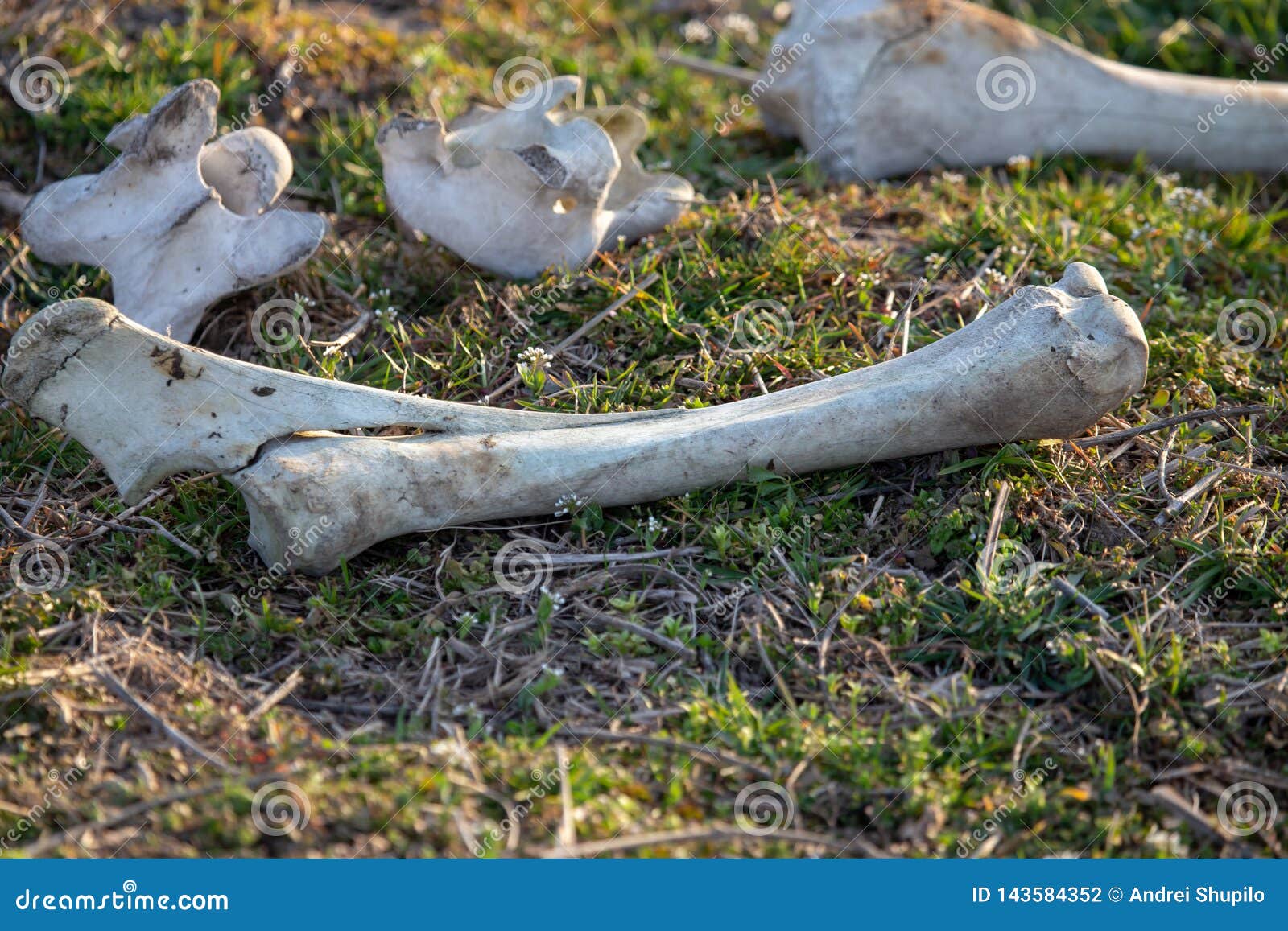 The Bones of the Animal Lie in Nature Stock Photo - Image of wild, road ...