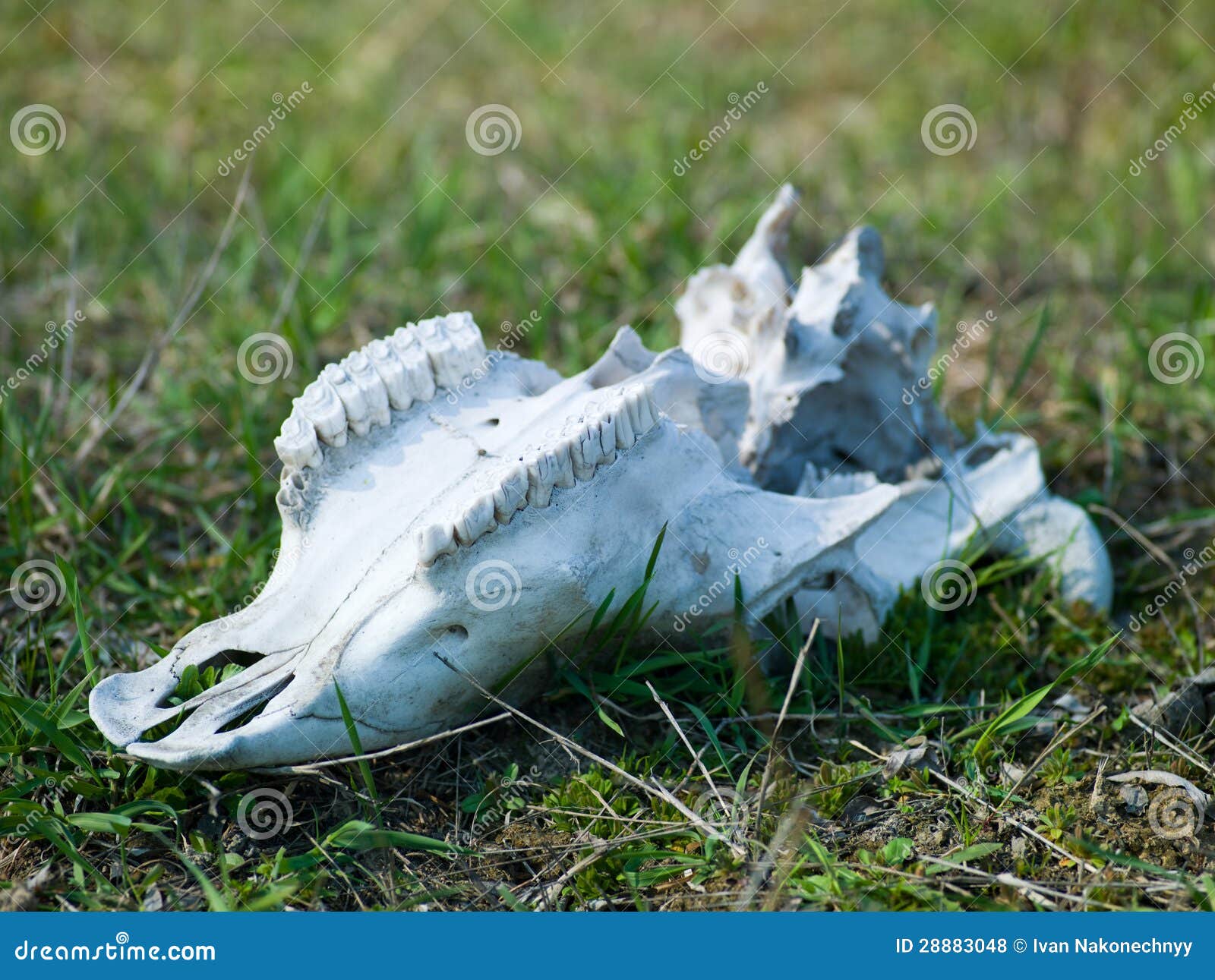 Bones of animals stock photo. Image of pets, animal, cattle - 28883048