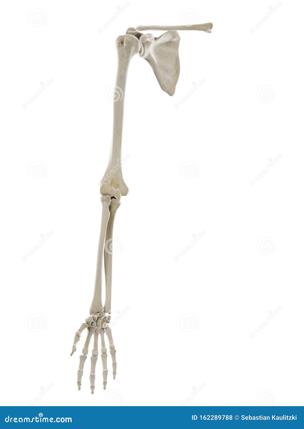 The bones of the arm stock illustration. Illustration of anatomy ...