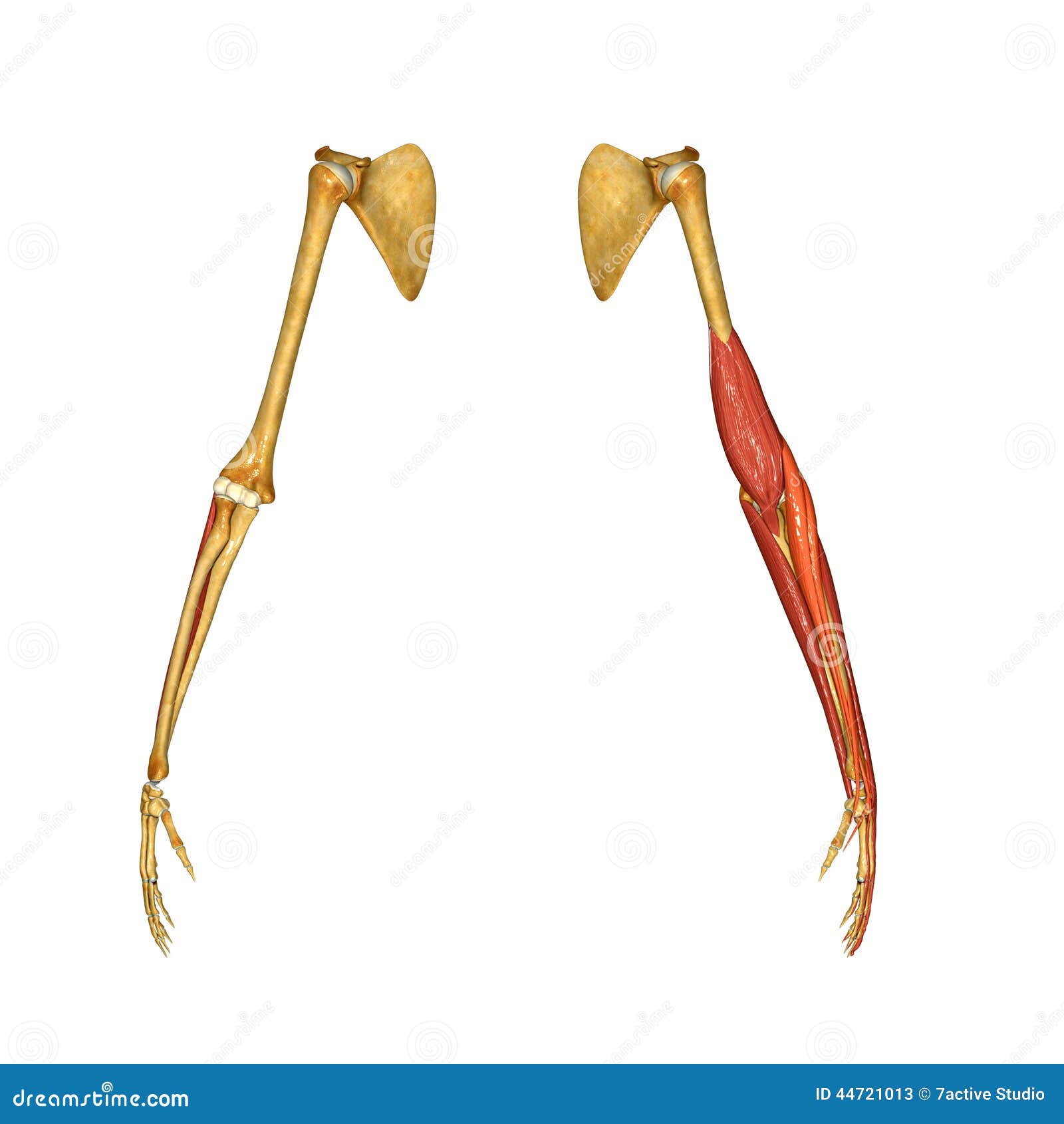 Bones of the Arm and Hand stock illustration. Illustration of health ...