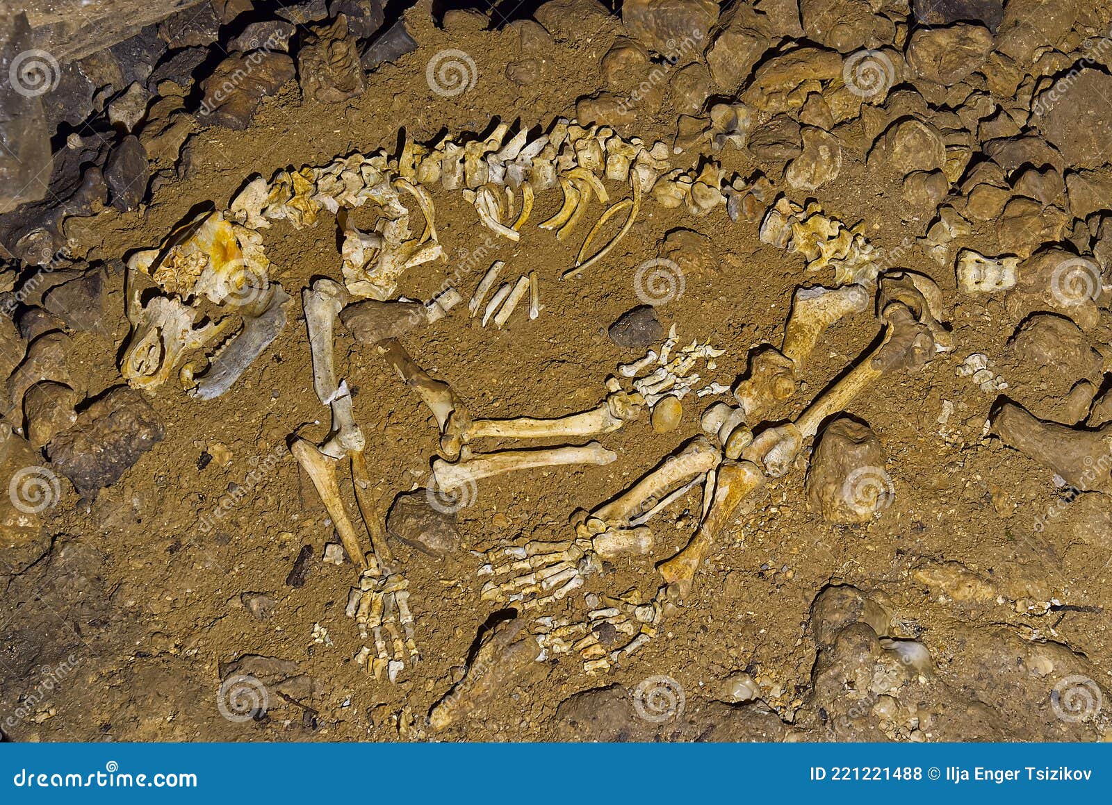 Bones Of A Cave Bear Skeleton. Cave Bear Skeleton. Ursus Spelaeus ...