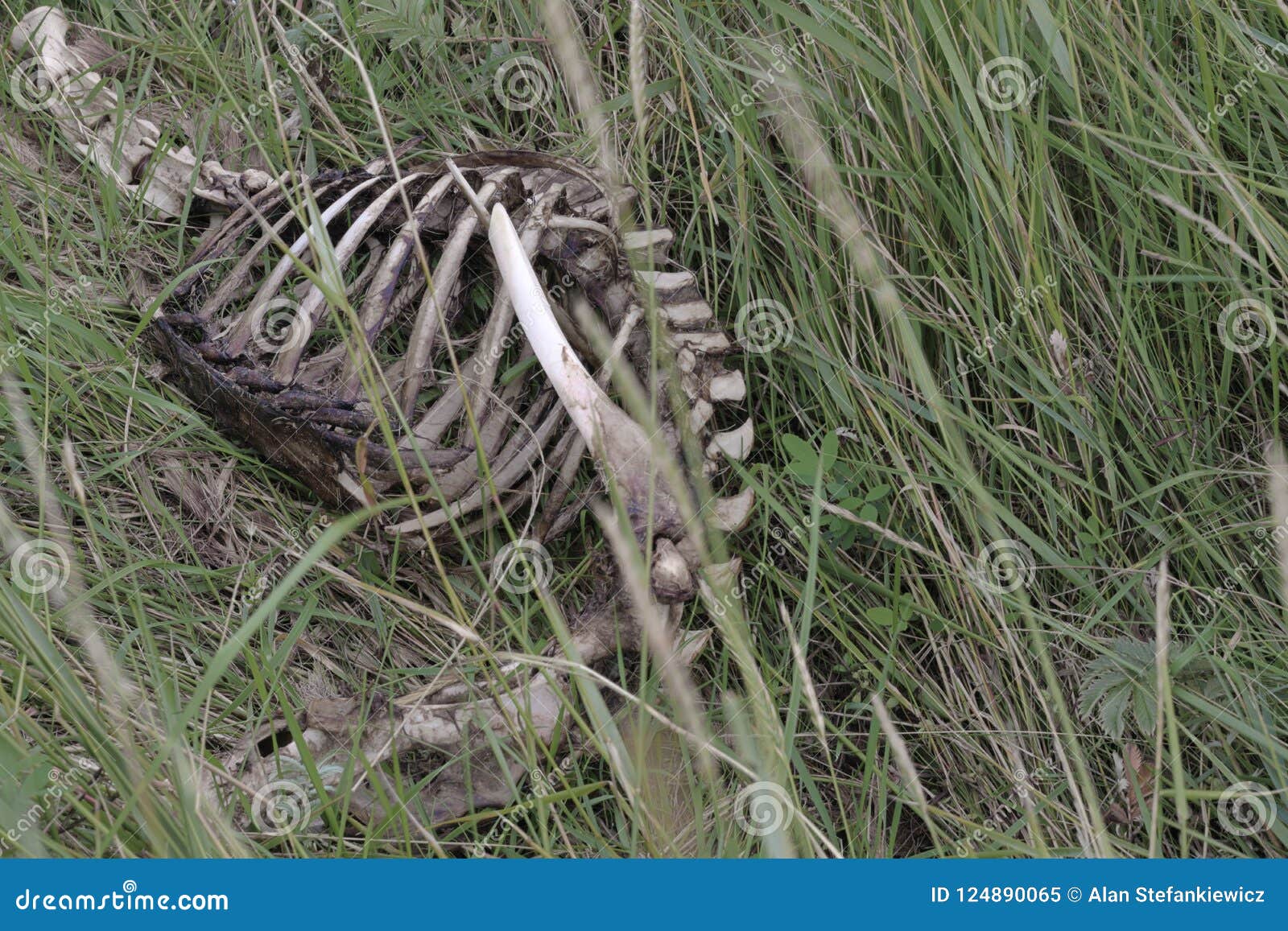 Bones of the dead animal stock image. Image of inflow - 124890065