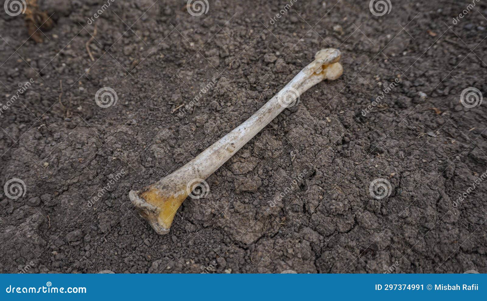 Bones of Dead Animals, Lying on the Ground Stock Image - Image of ...