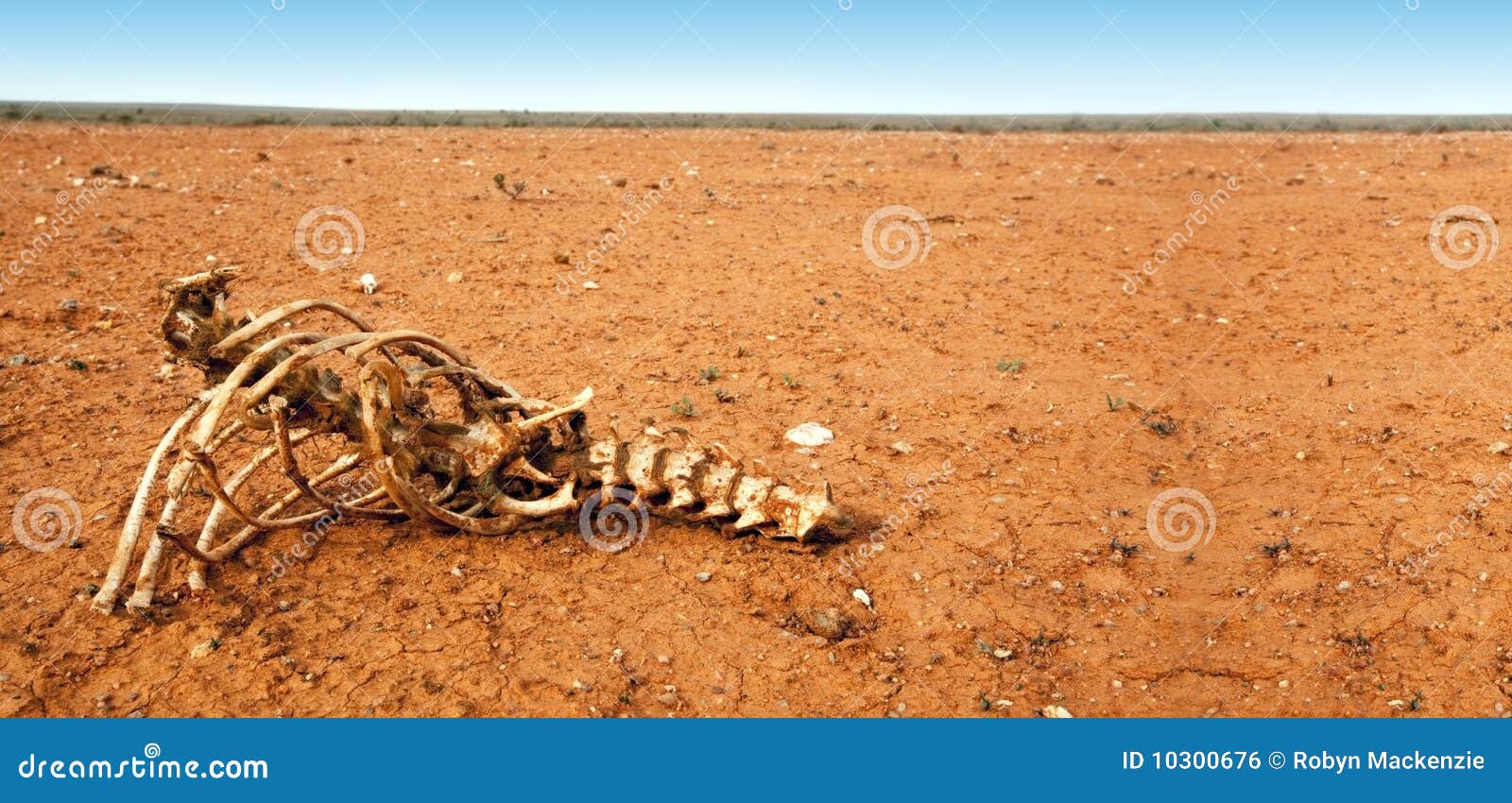 Bones in the Desert stock photo. Image of skeleton, decay - 10300676