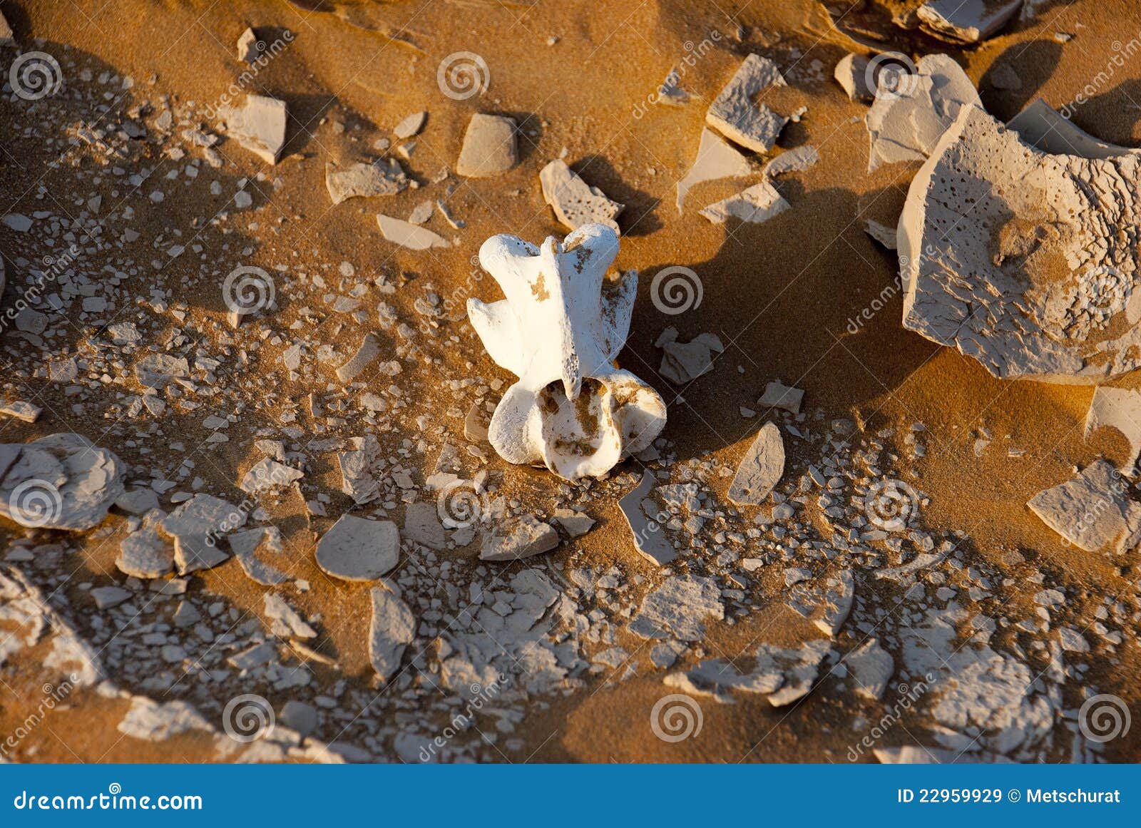 Bones in the desert stock image. Image of bone, africa - 22959929